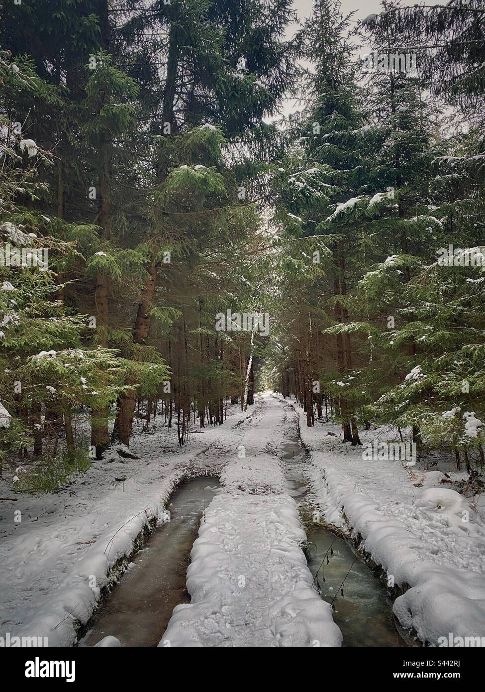 Path with snow through winter pine trees forest in the south if Munich ...