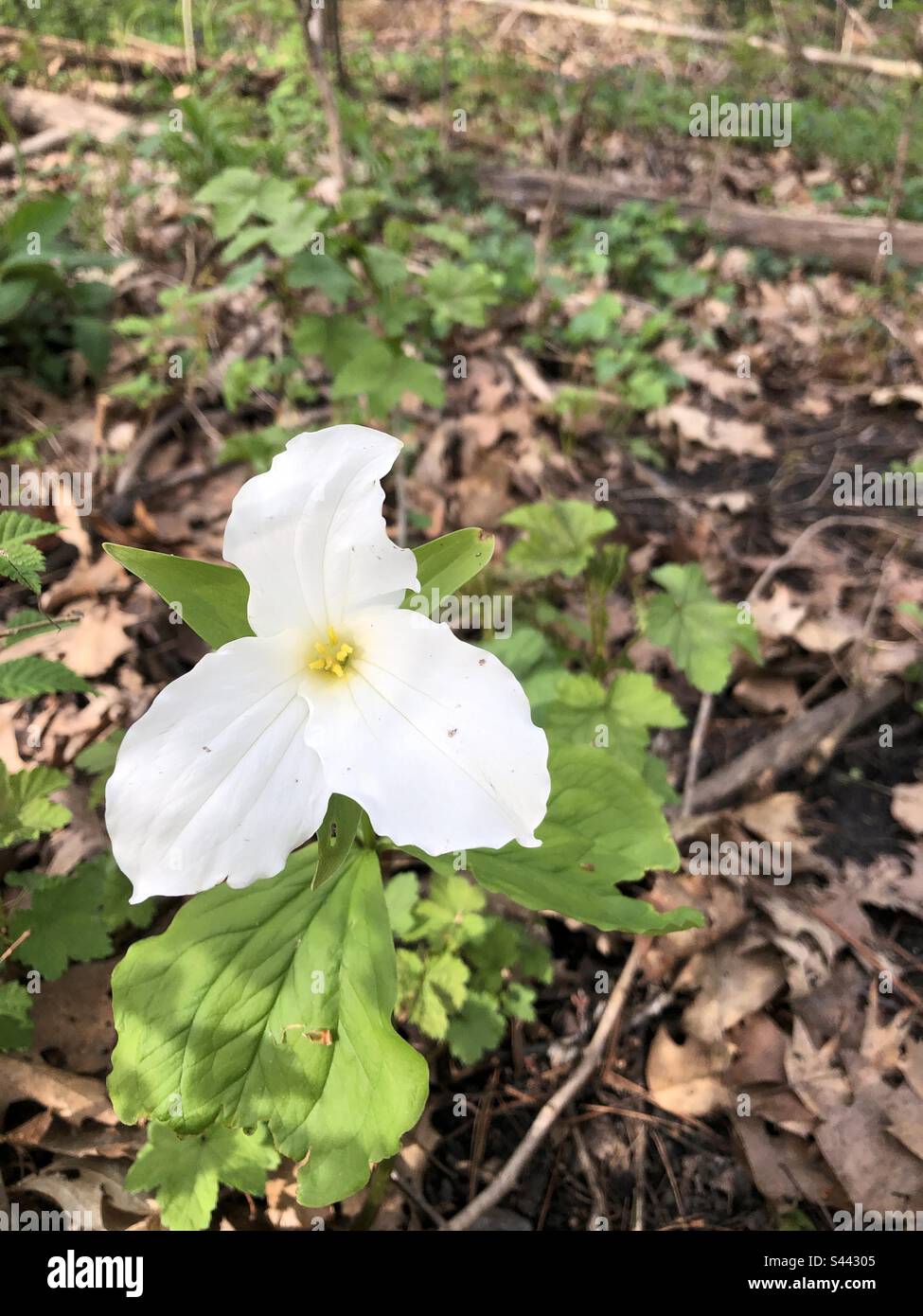 A lone Trillium flower in the woods Stock Photo - Alamy