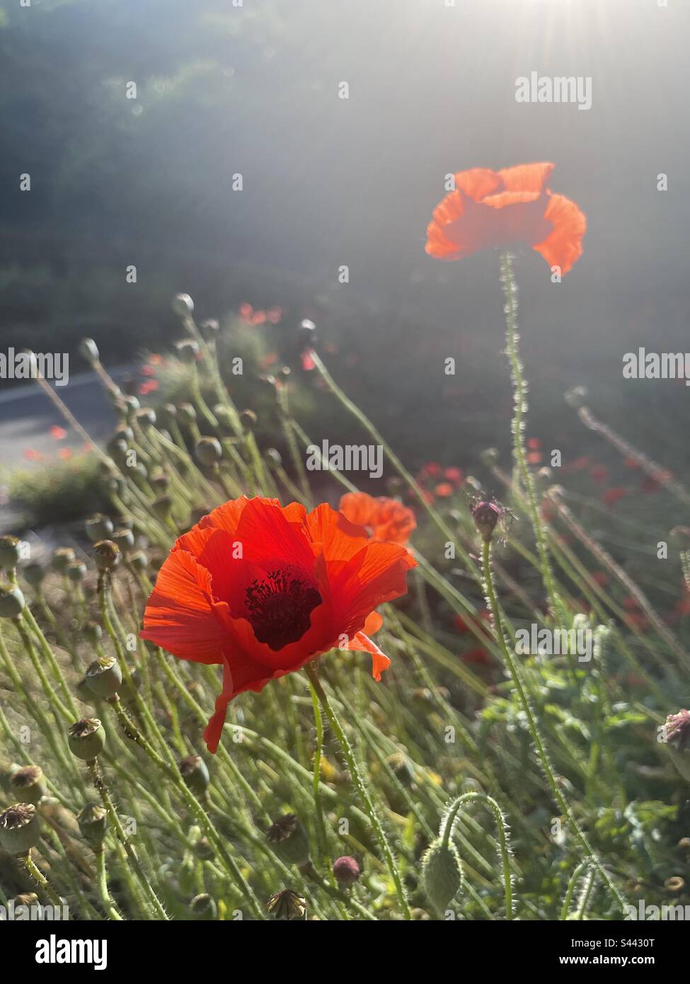 Touch of red hi-res stock photography and images - Alamy