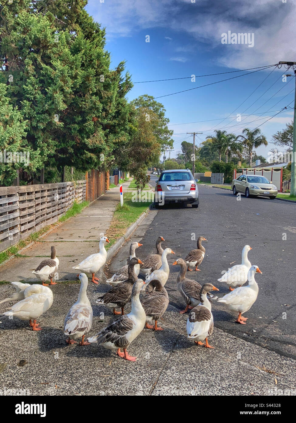 Geese crossing the road from Seaford Wetlands Victoria Australia Stock ...
