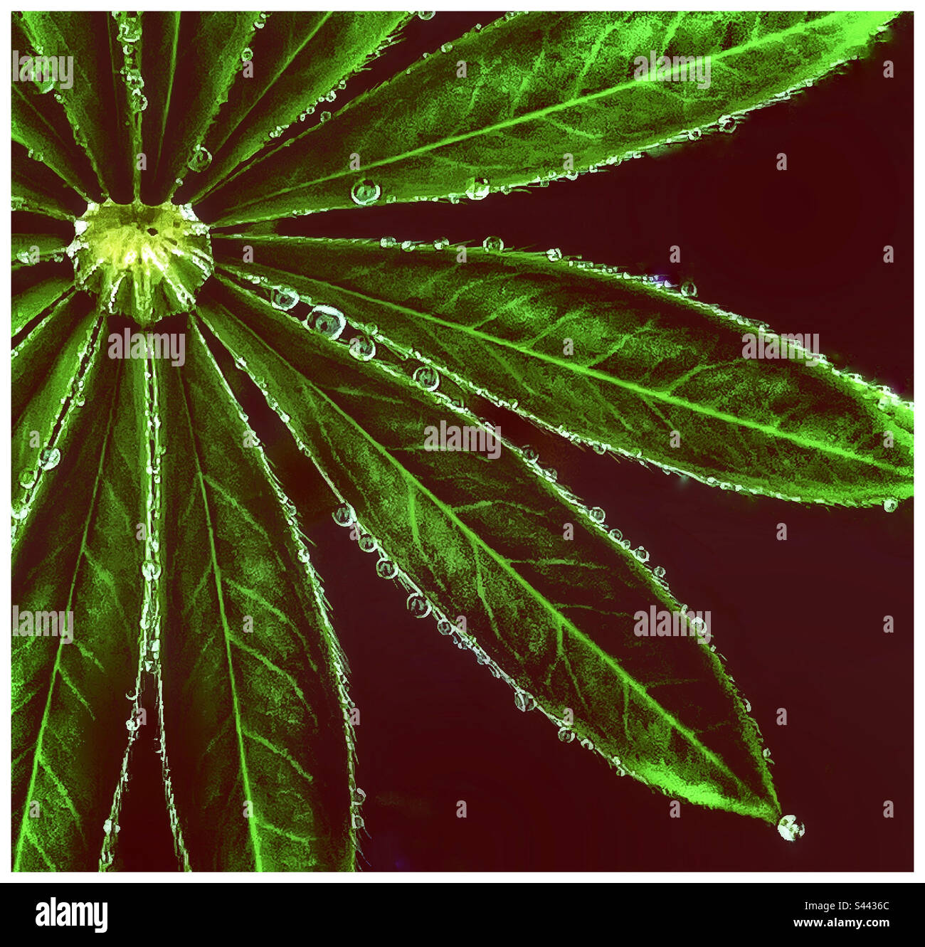 Lupin leaves hi-res stock photography and images - Alamy