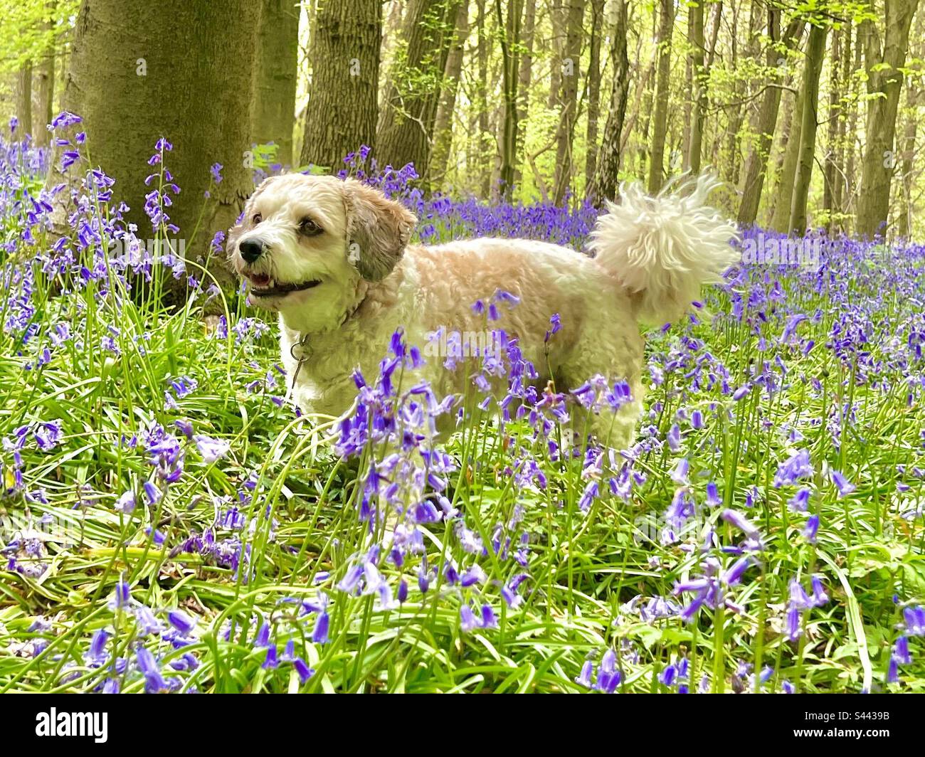 Gorgeous cavapoo pet dog stands among wild bluebells in English ...