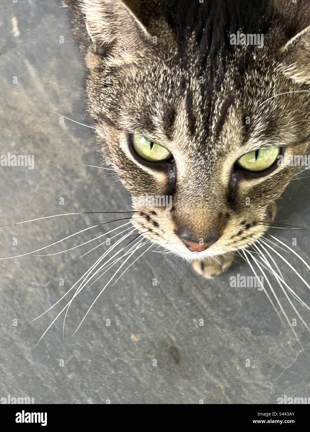My tabby cat named little kitty Stock Photo - Alamy