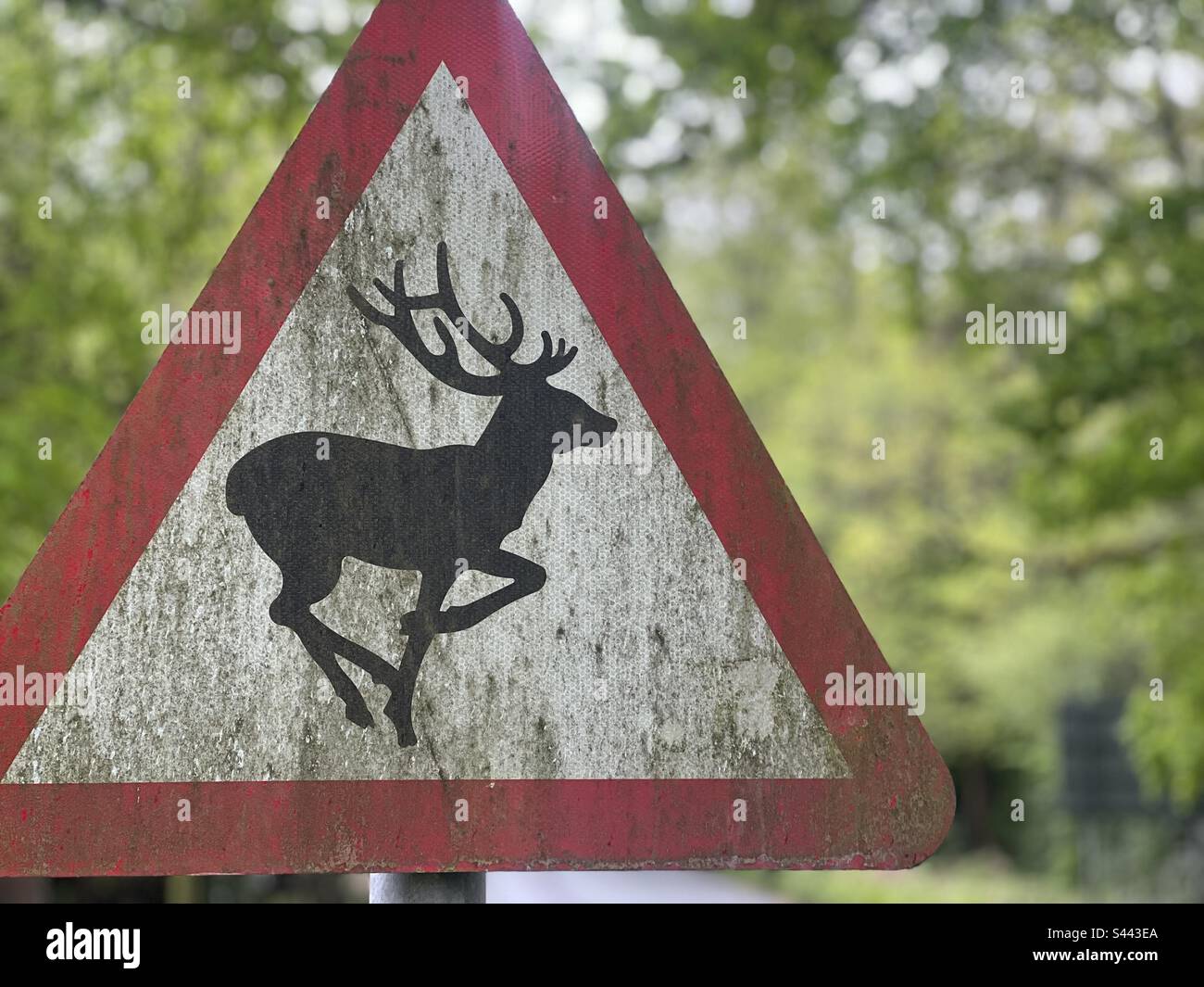 Wild animals of the uk hi-res stock photography and images - Alamy