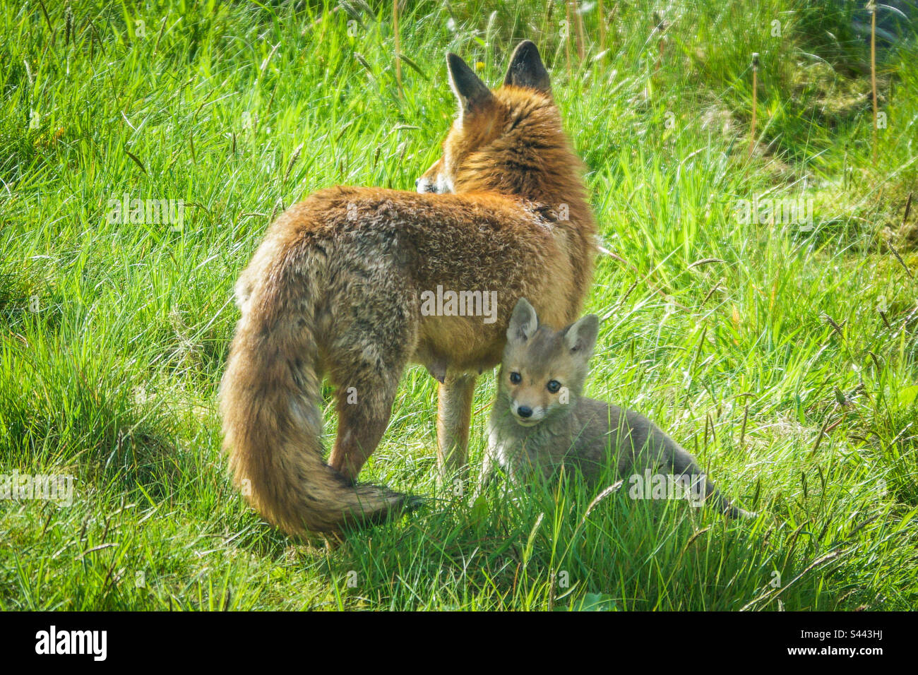 City foxes - A vixen and her fox cub play in a suburban garden in ...