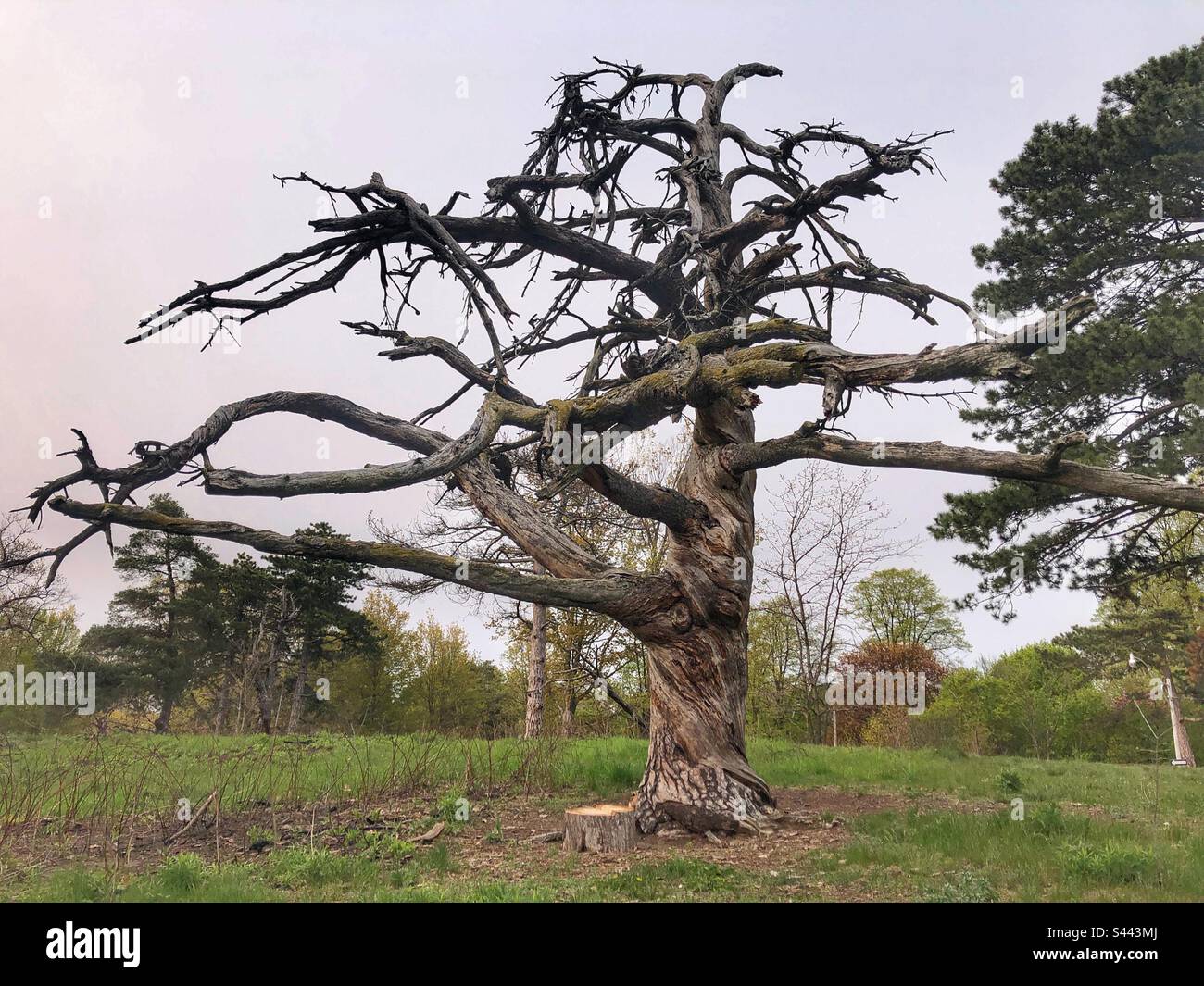 Landscape of trees Stock Photo - Alamy