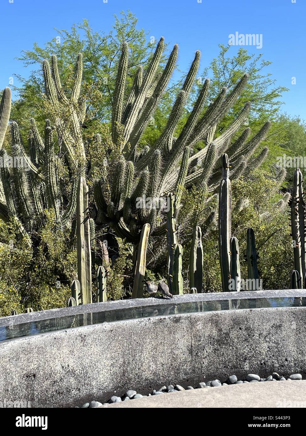 Cacti, Phoenix Desert Botanical Gardens, Arizona, water garden ...