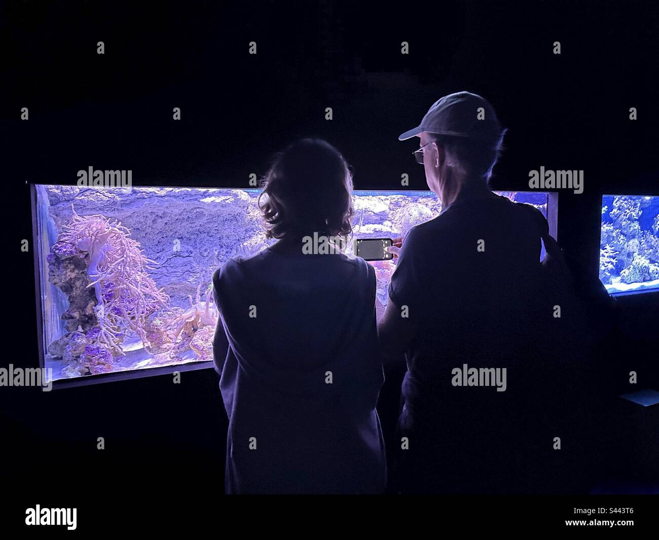 Two people looking at fish in an aquarium Stock Photo - Alamy