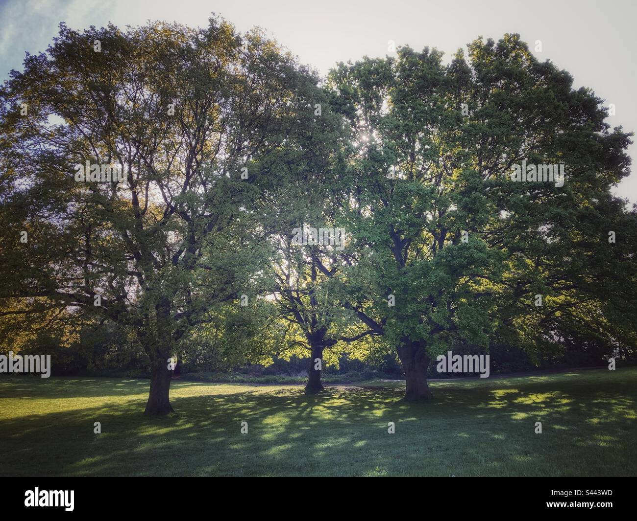 Dappled sunlight through the new leaves of three English Oak trees ...
