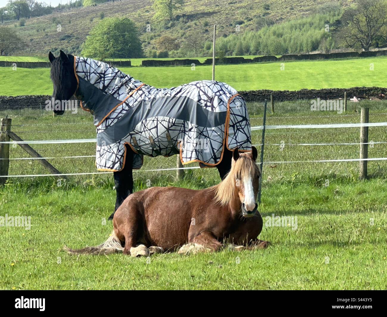 Friesian horse standing hi-res stock photography and images - Alamy