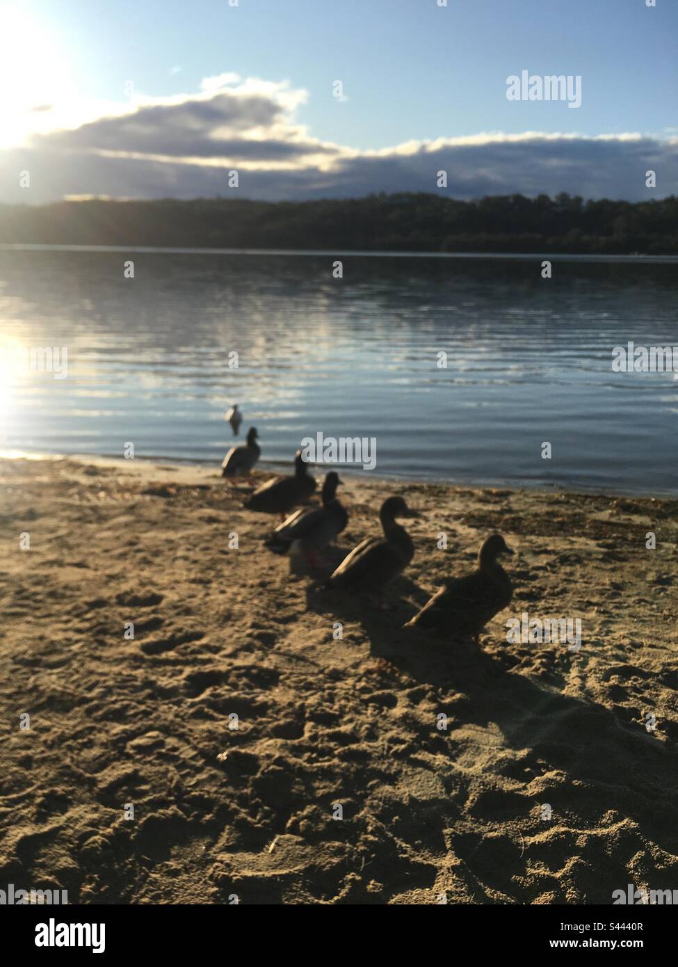 Ducks in a line Stock Photo - Alamy