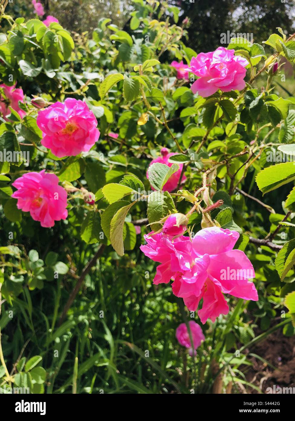 Pink rose Rose Valley Morocco Stock Photo - Alamy