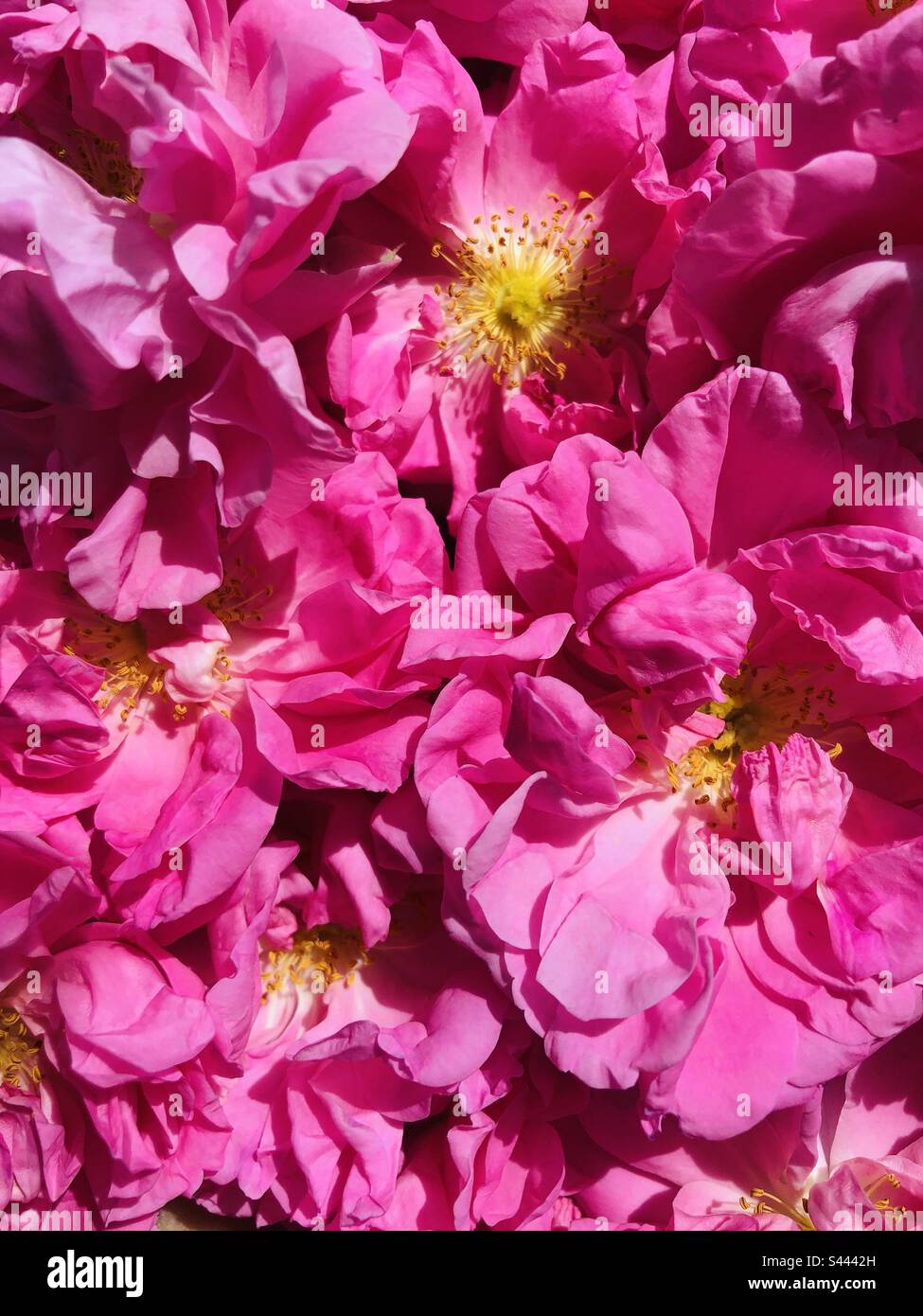 Blumen pink hi-res stock photography and images - Alamy