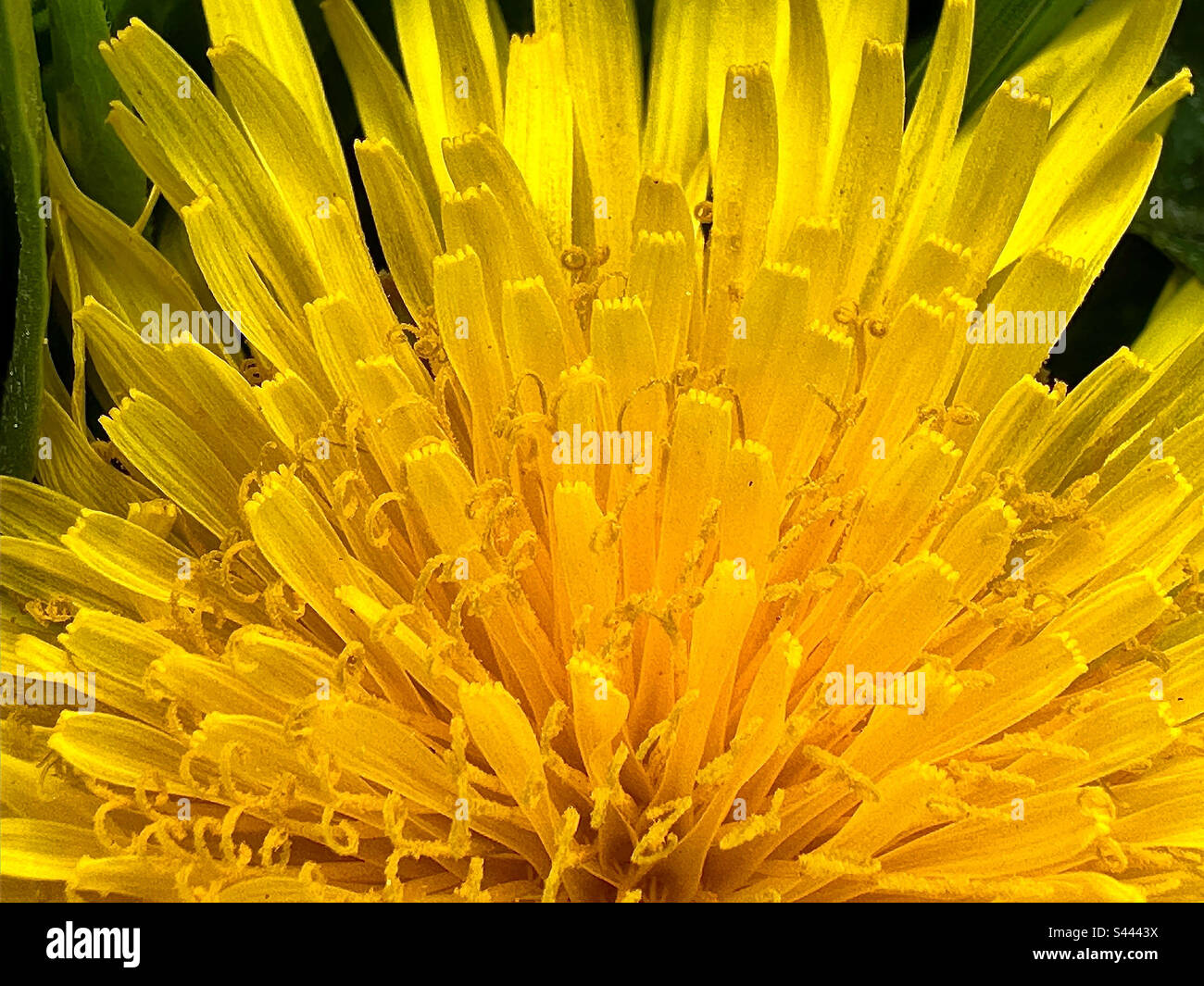 Up close photograph of a bright yellow dandelion in full bloom Stock ...
