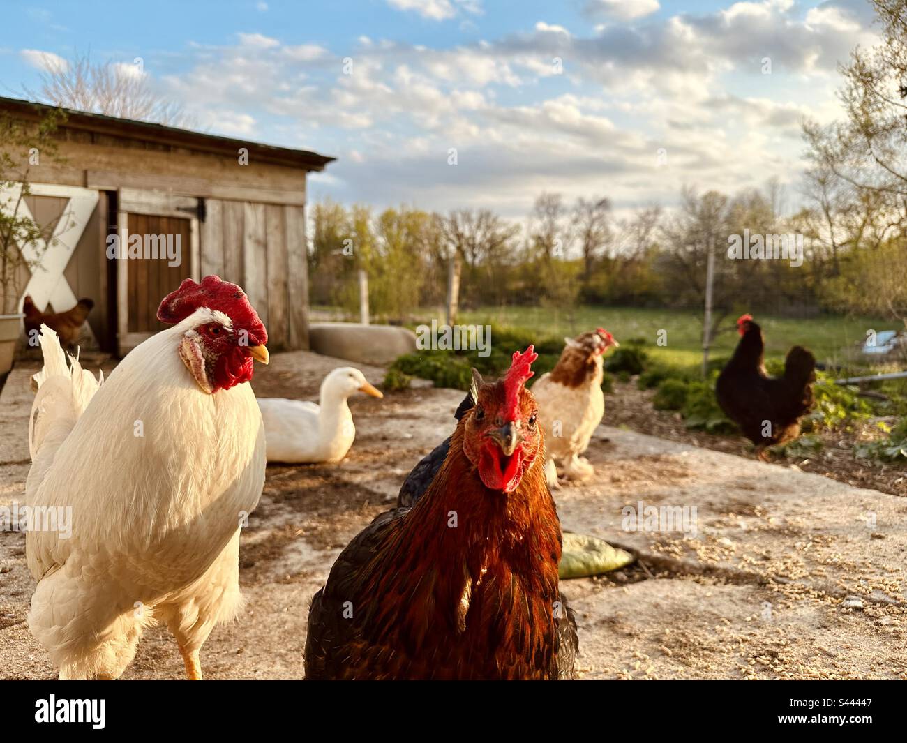 Chicken farm outdoors Stock Photo - Alamy