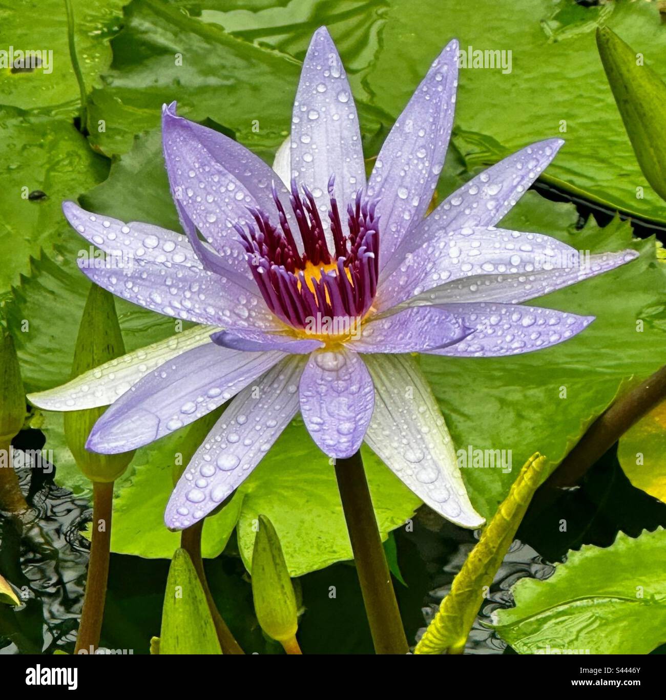 Indoor water lily hi-res stock photography and images - Alamy