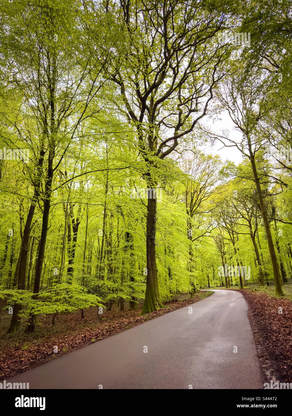 Green trees. Forest of Dean Stock Photo - Alamy