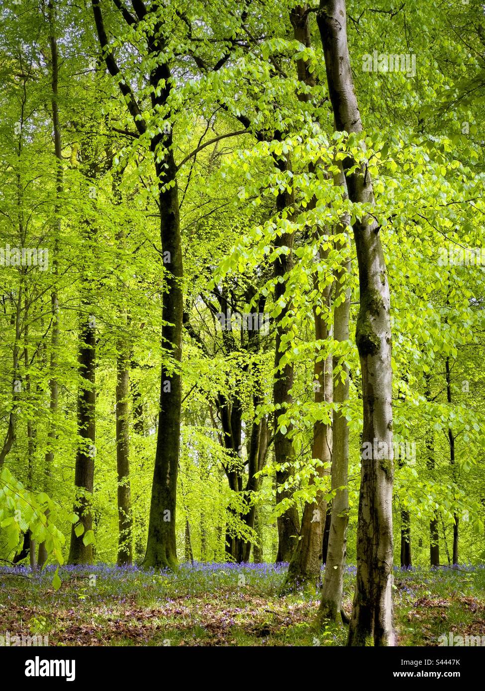 Green trees and trees hi-res stock photography and images - Alamy