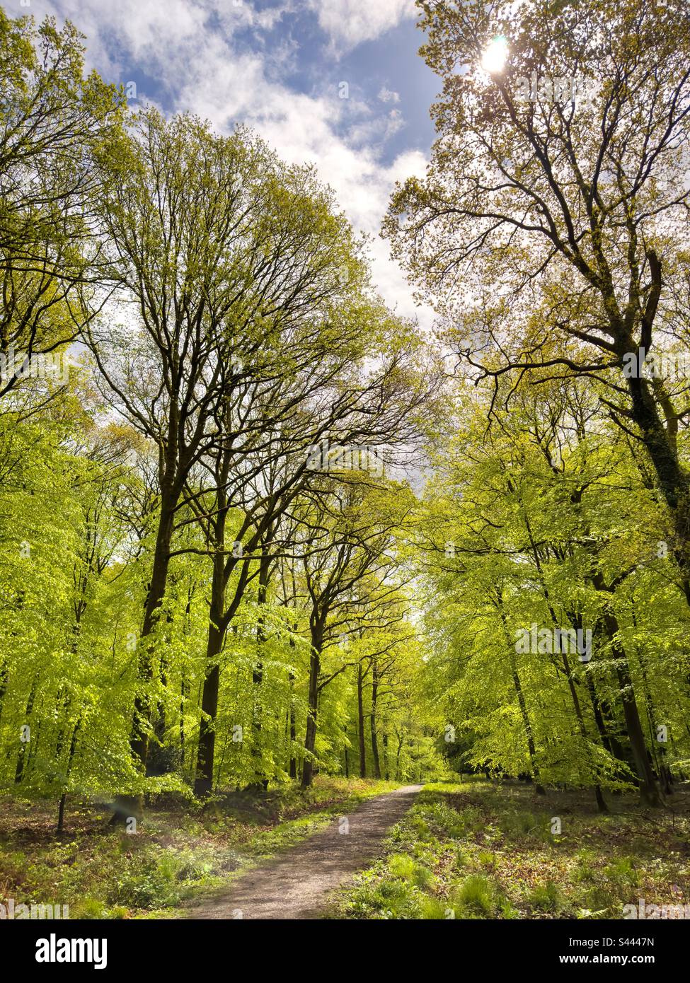 Green trees forest dean hi-res stock photography and images - Alamy