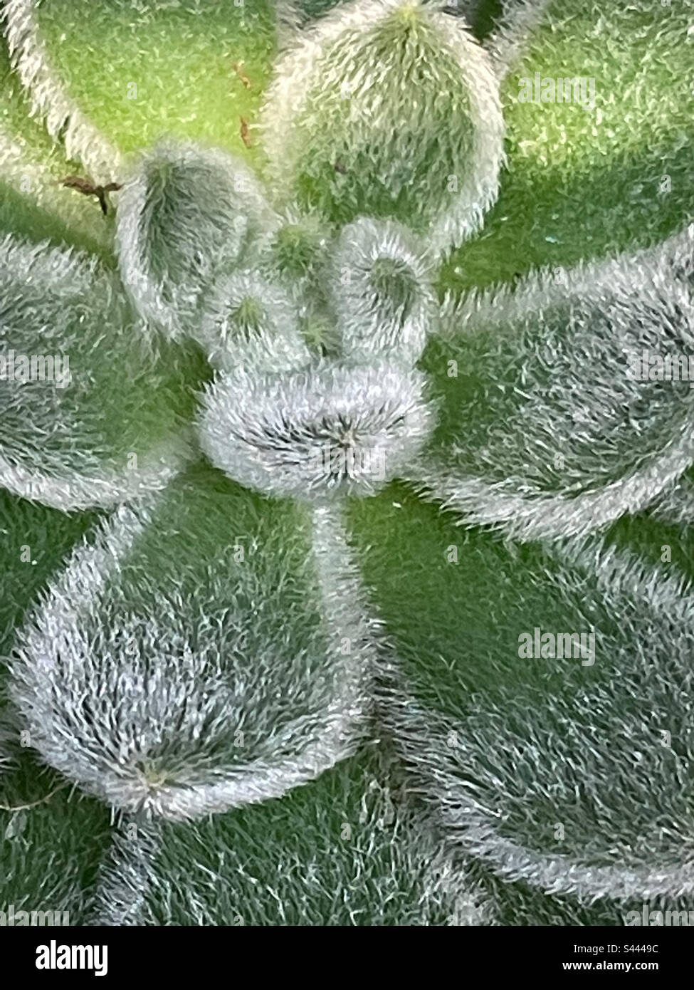 Mickey mouse plant macro hi-res stock photography and images - Alamy