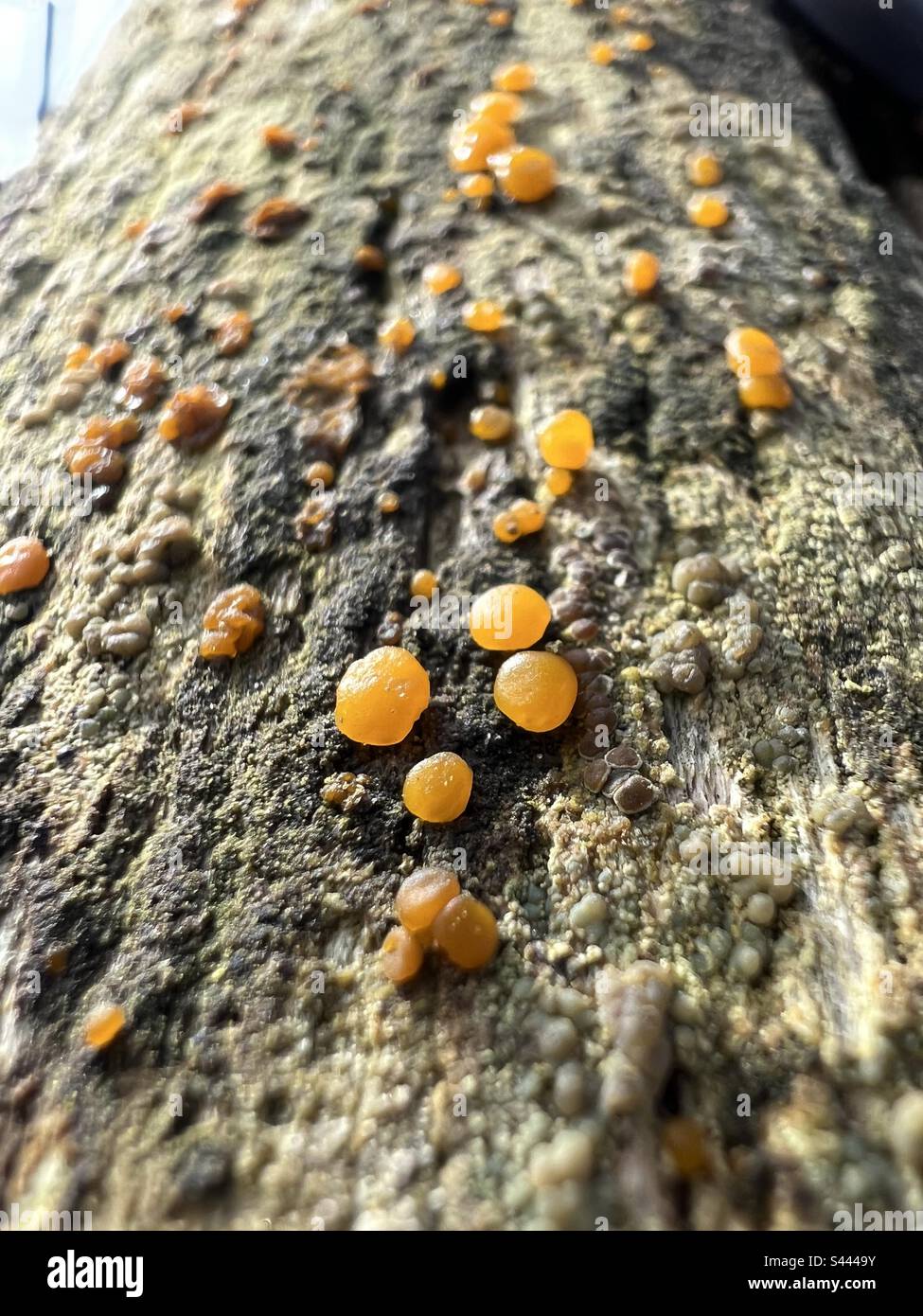 Orange fungi hi-res stock photography and images - Alamy
