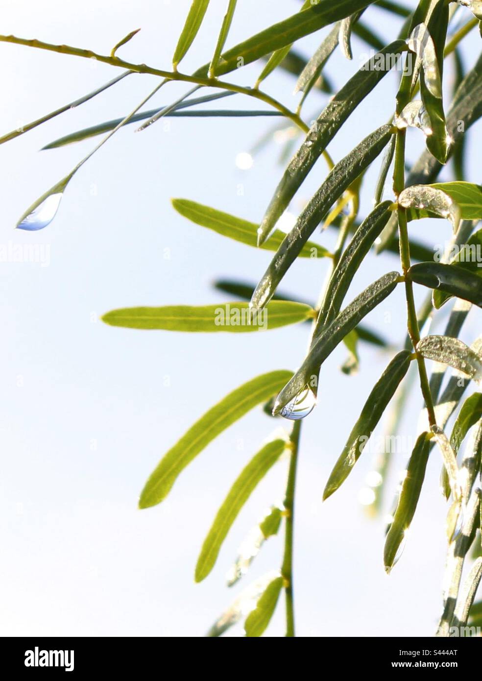 Raindrop reflection hi-res stock photography and images - Alamy