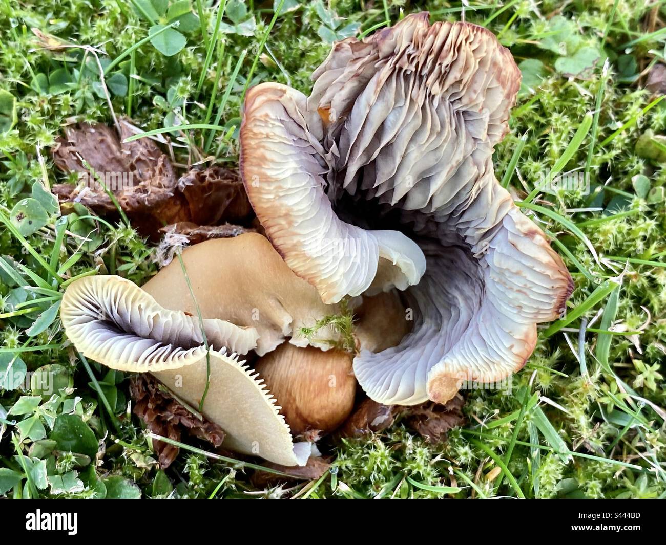 White and brown fungi hi-res stock photography and images - Alamy