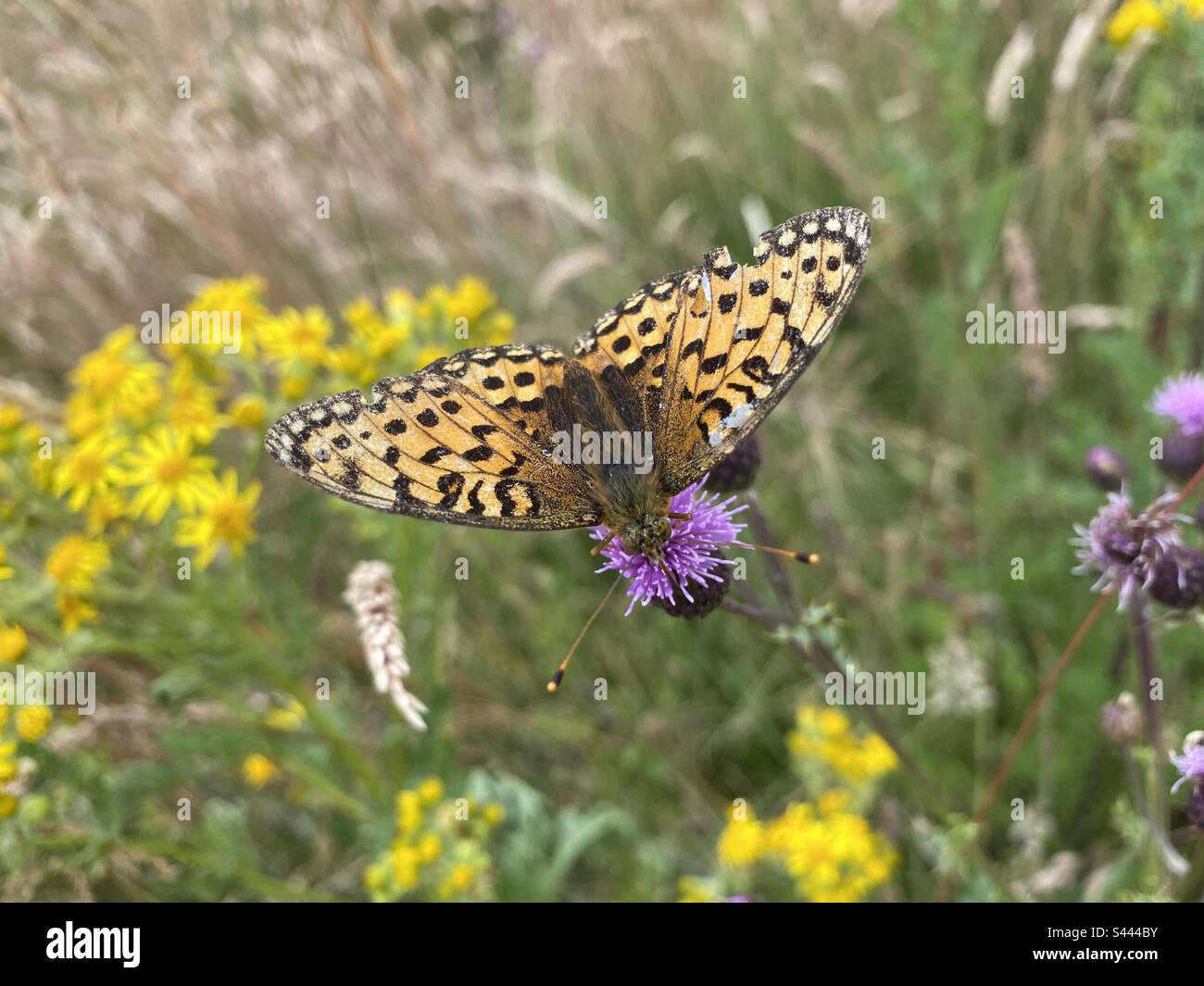 Scottish butterfly hi-res stock photography and images - Alamy