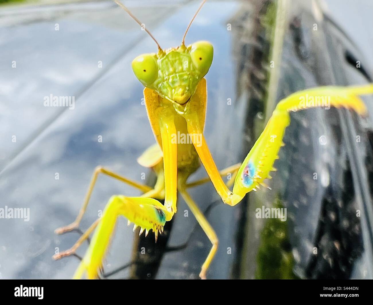Praying mantis australia hi-res stock photography and images - Alamy