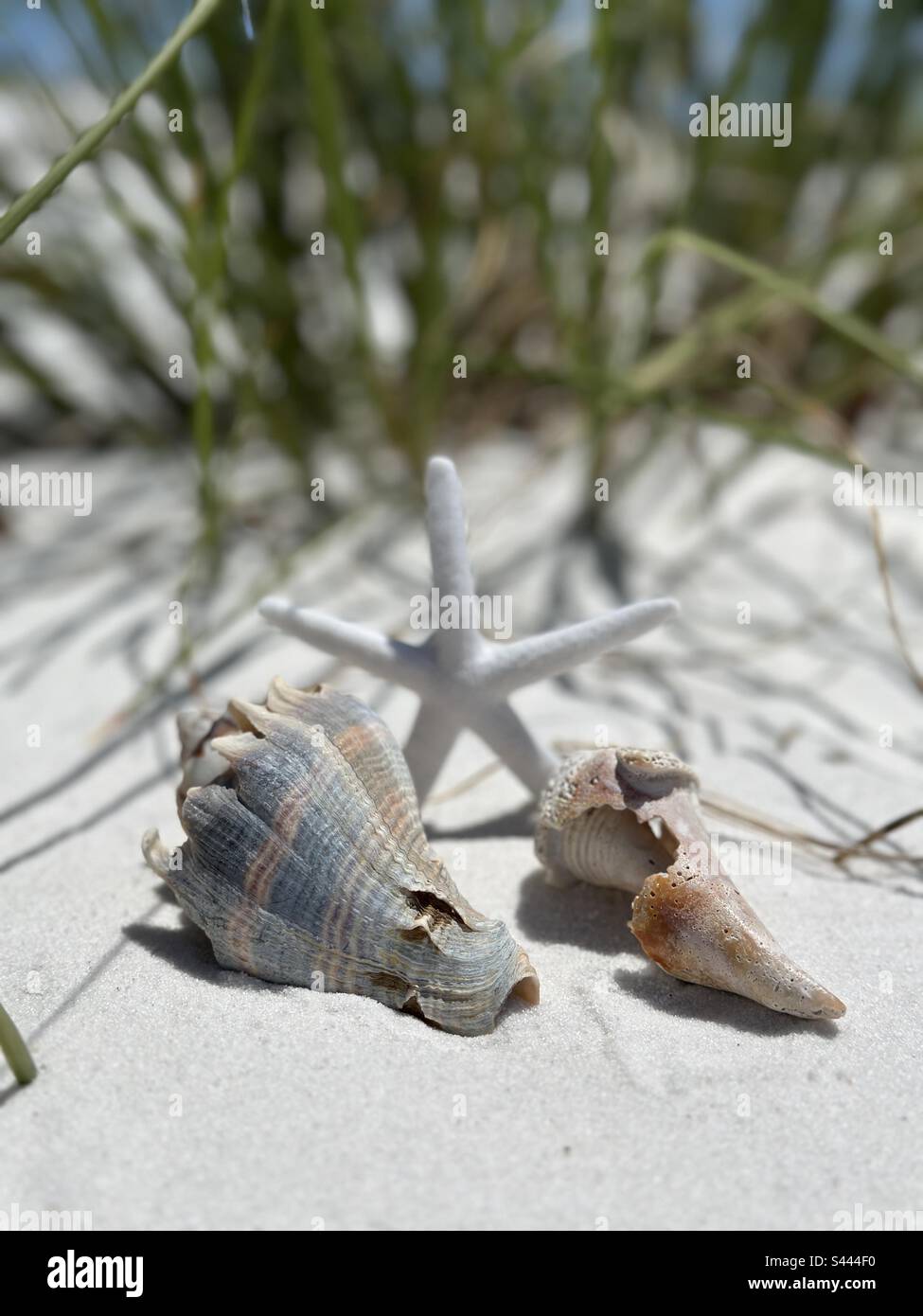 Starfish seashells on beach hi-res stock photography and images - Alamy