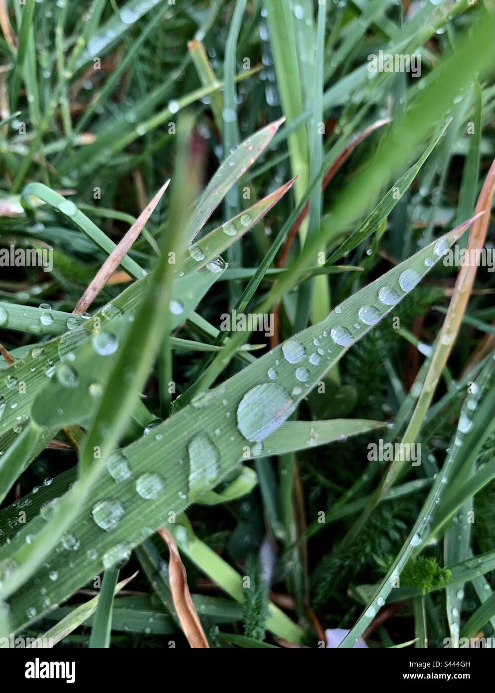 Dew on the grass Stock Photo - Alamy