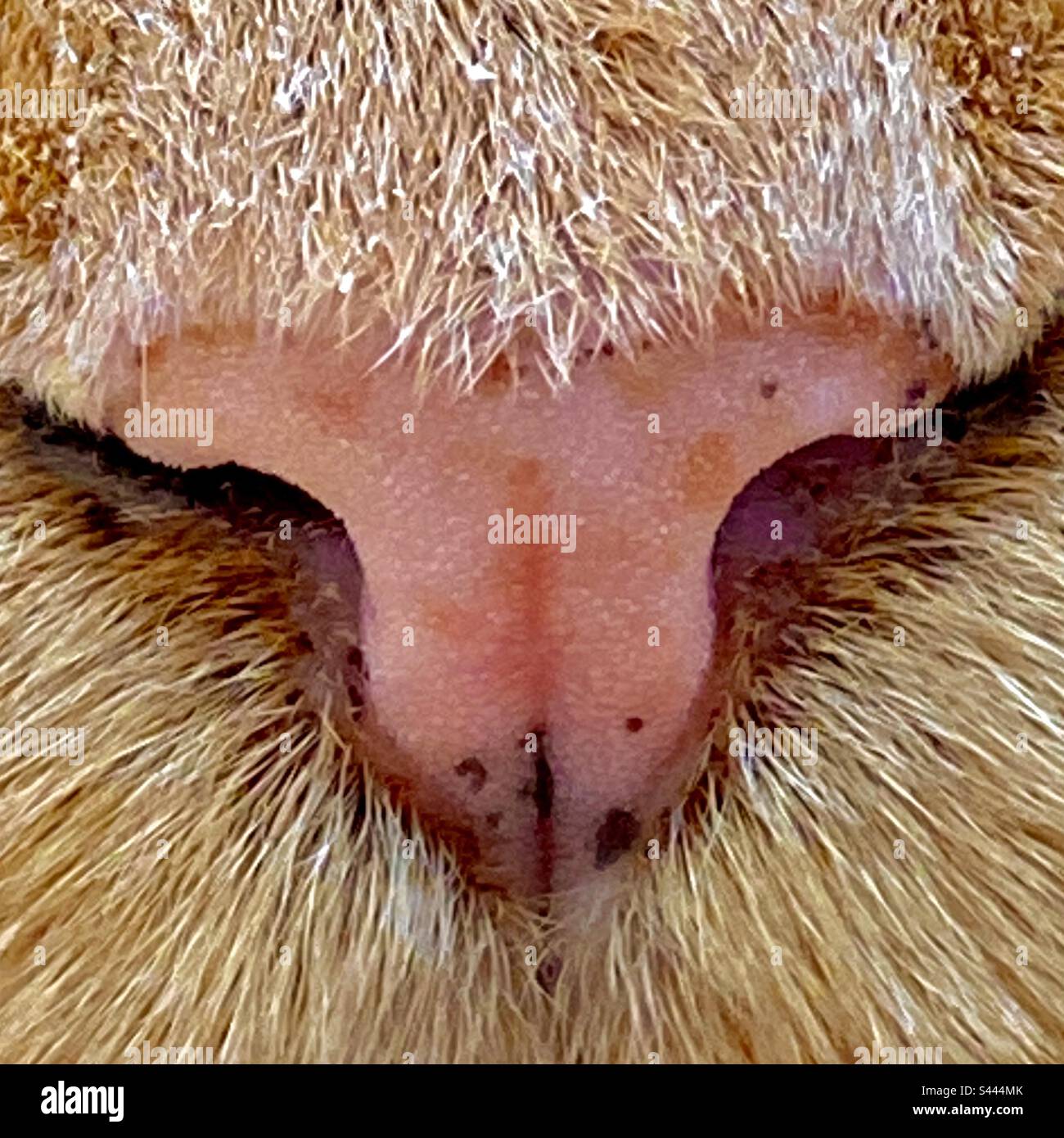 Cat nose hi-res stock photography and images - Alamy