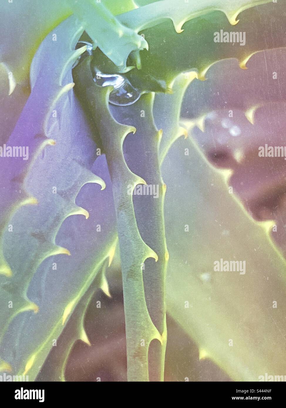 Morning Dew On Aloe Vera Stock Photo - Alamy