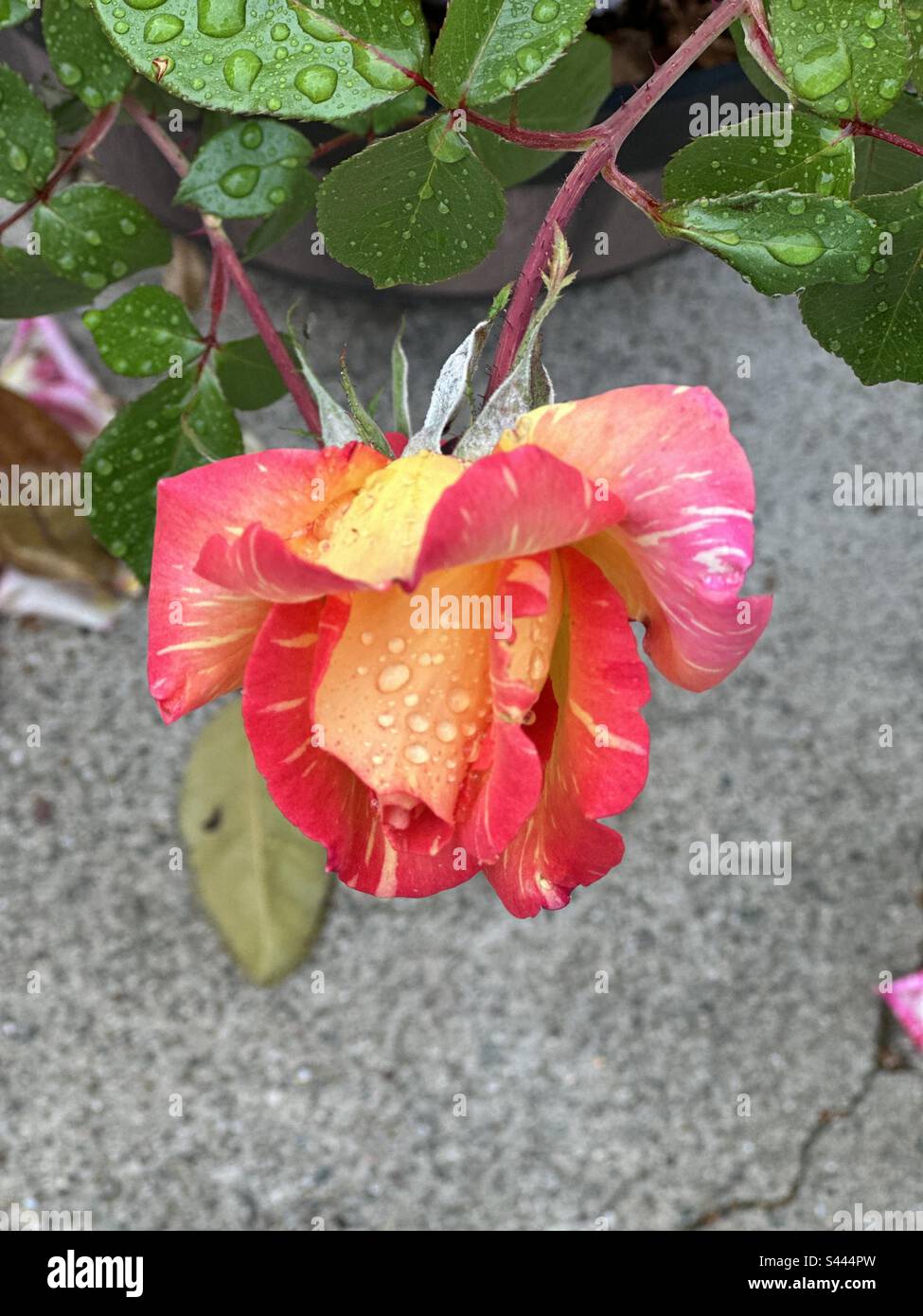 Red rose and dew drops hi-res stock photography and images - Alamy