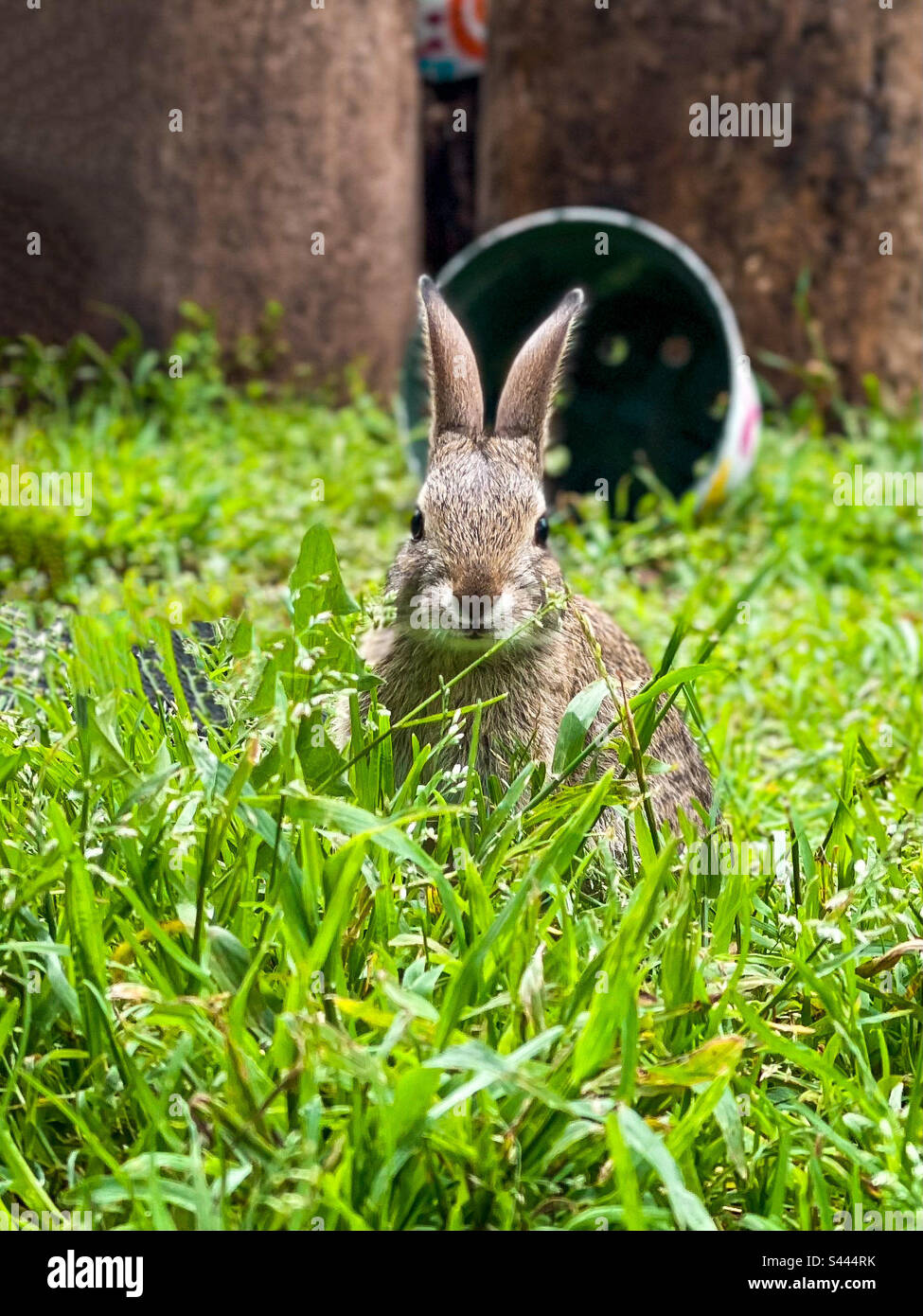 Sun bunny hi-res stock photography and images - Alamy