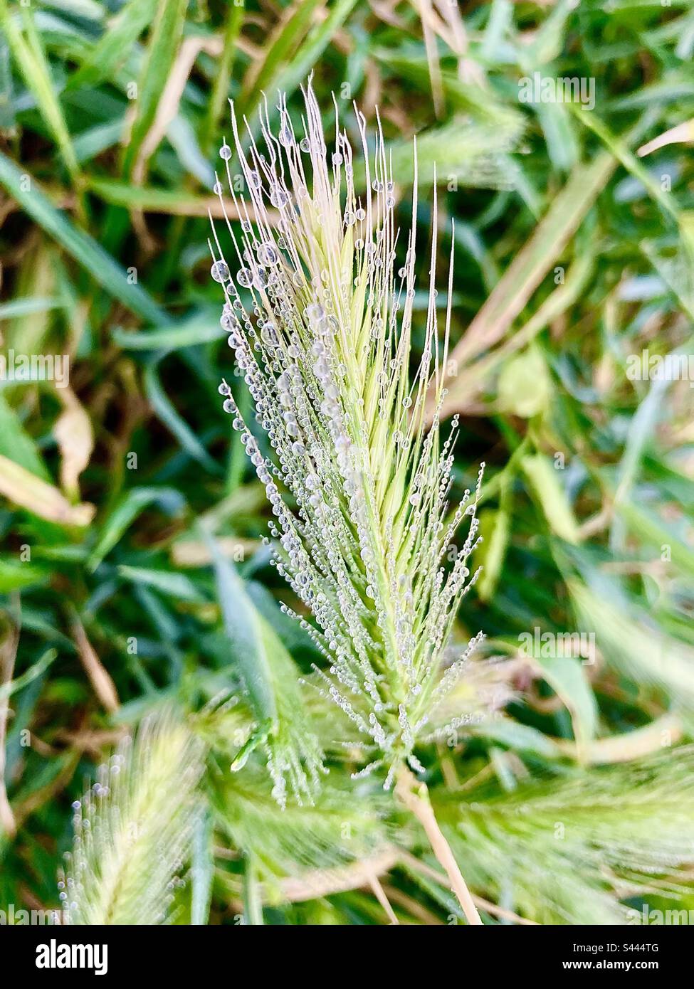 Grass seed dart hi-res stock photography and images - Alamy