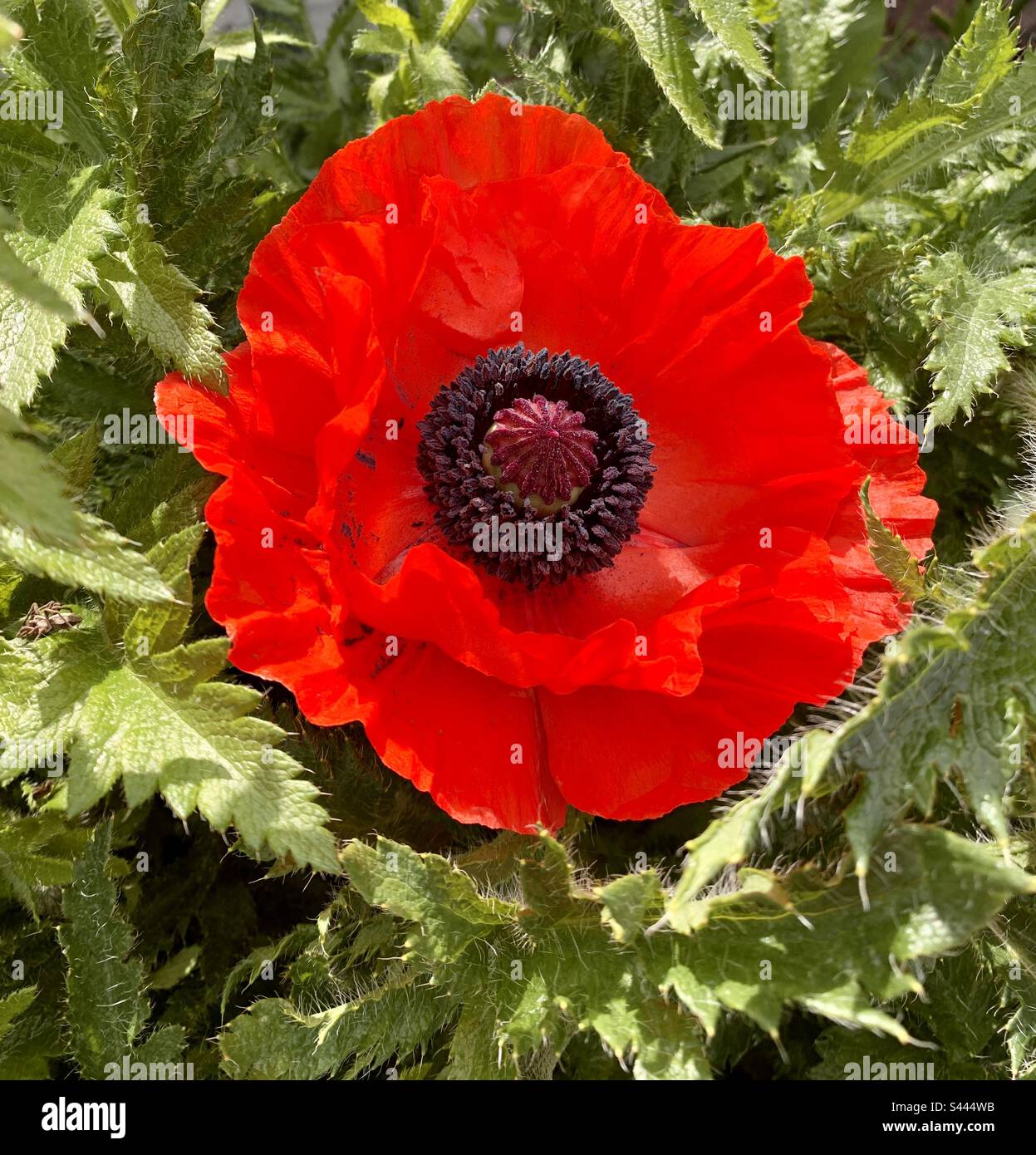 Giant poppy hi-res stock photography and images - Alamy