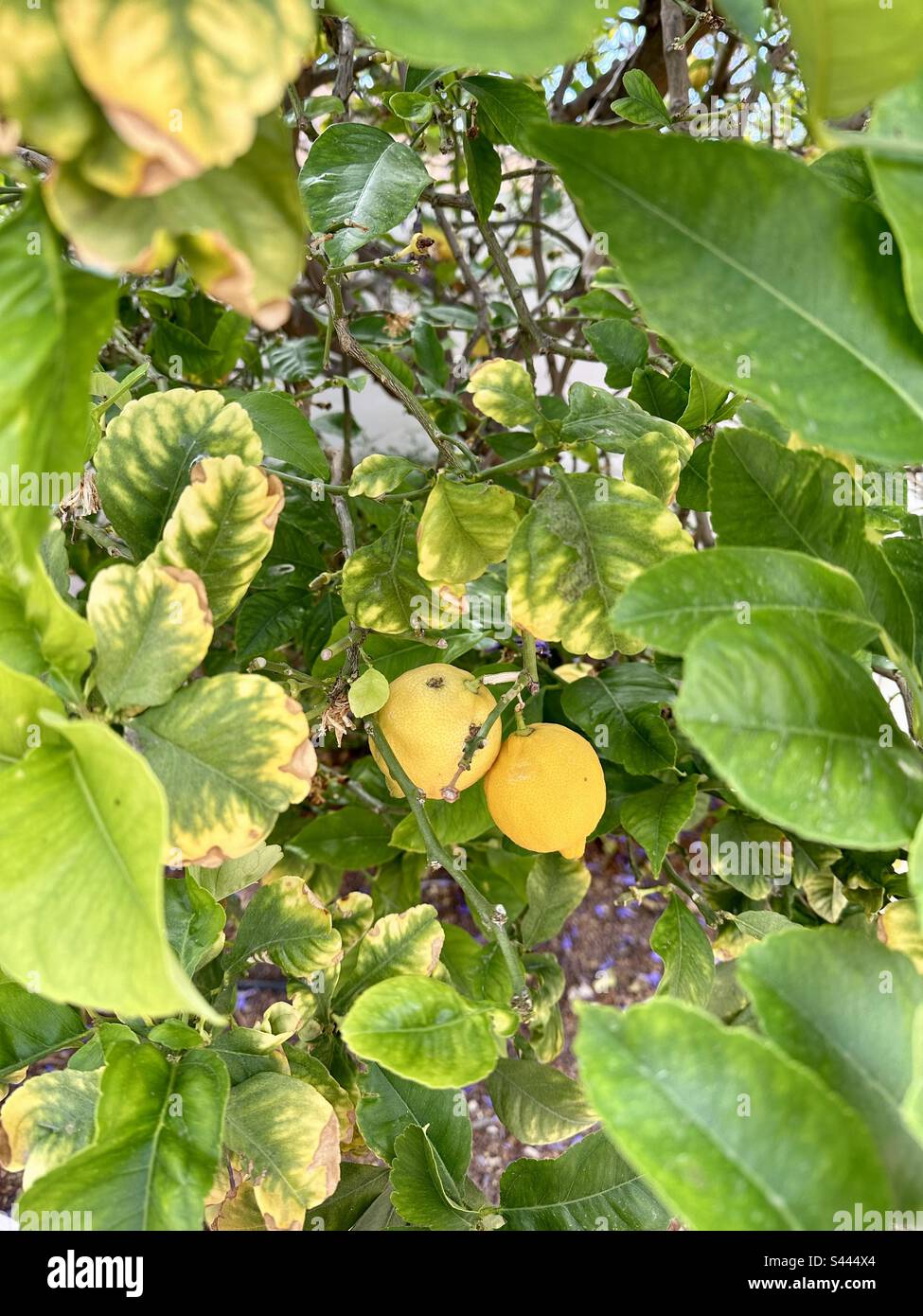 Murcia lemons hi-res stock photography and images - Alamy
