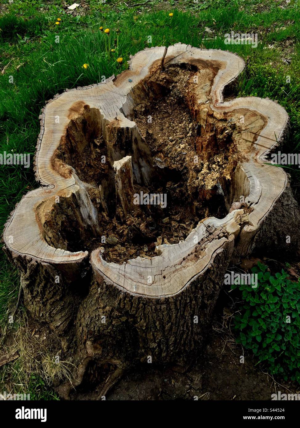 Insect damage on a hardwood tree. Termites have hollowed it out. Trump ...