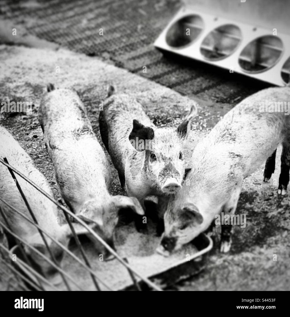 Black and white pigs hi-res stock photography and images - Alamy