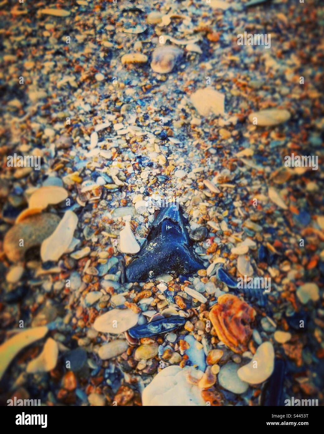 Tooth shells hi-res stock photography and images - Alamy