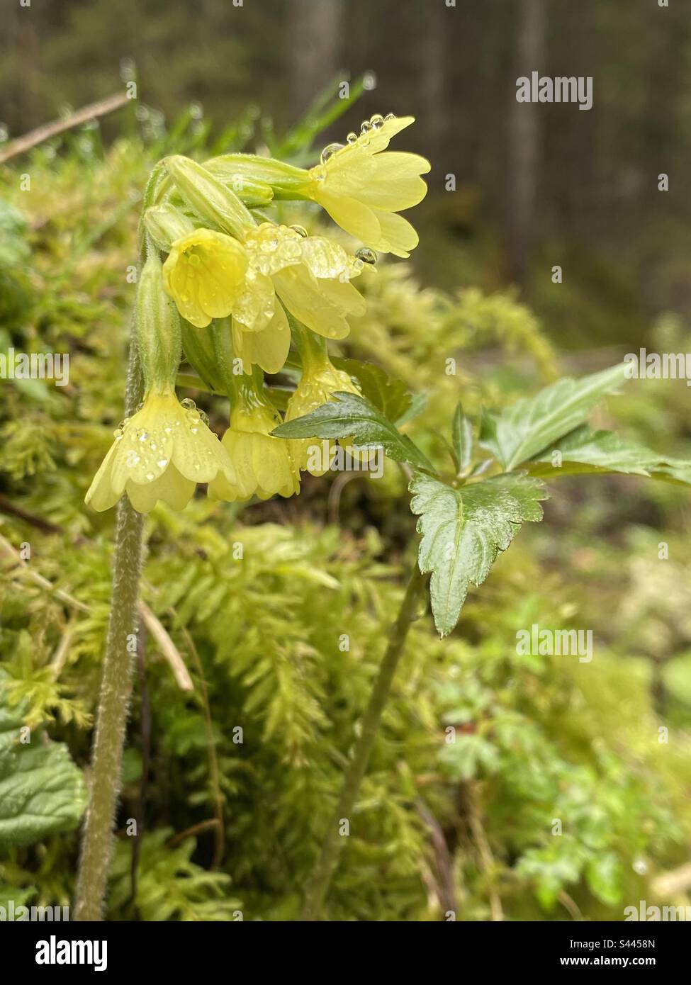 Drew drops hi-res stock photography and images - Alamy