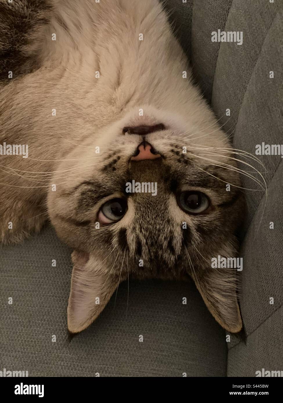 Boop nose hi-res stock photography and images - Alamy