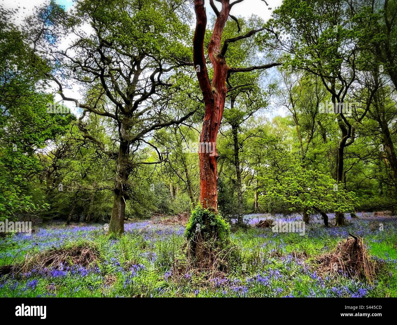 A dead tree is seen amongst bluebells in woodland in Ellisfield near ...