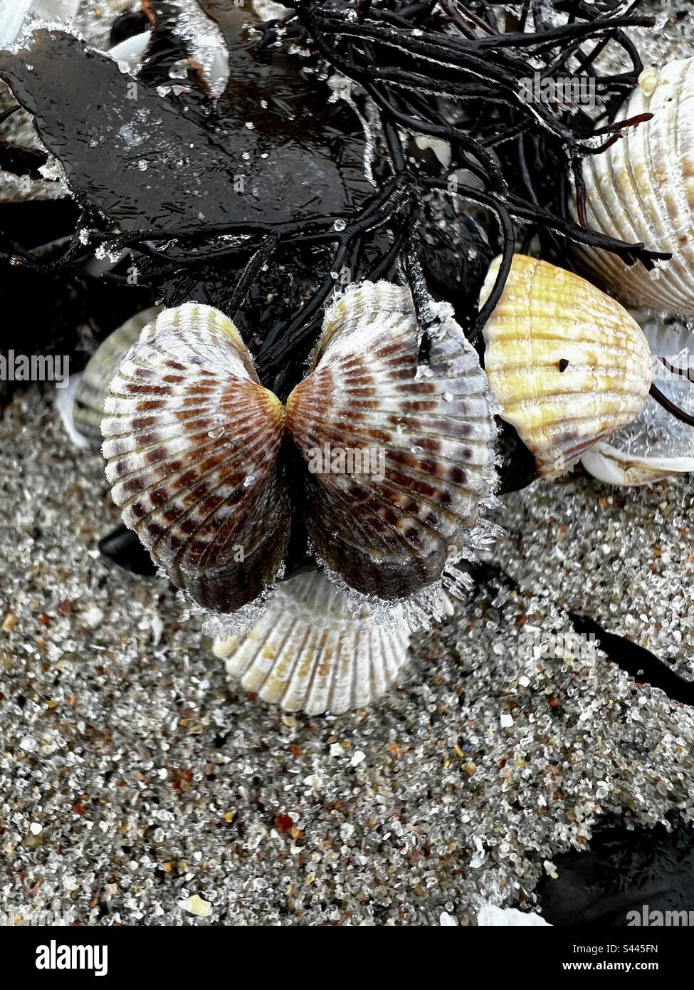 Twin shells hi-res stock photography and images - Alamy