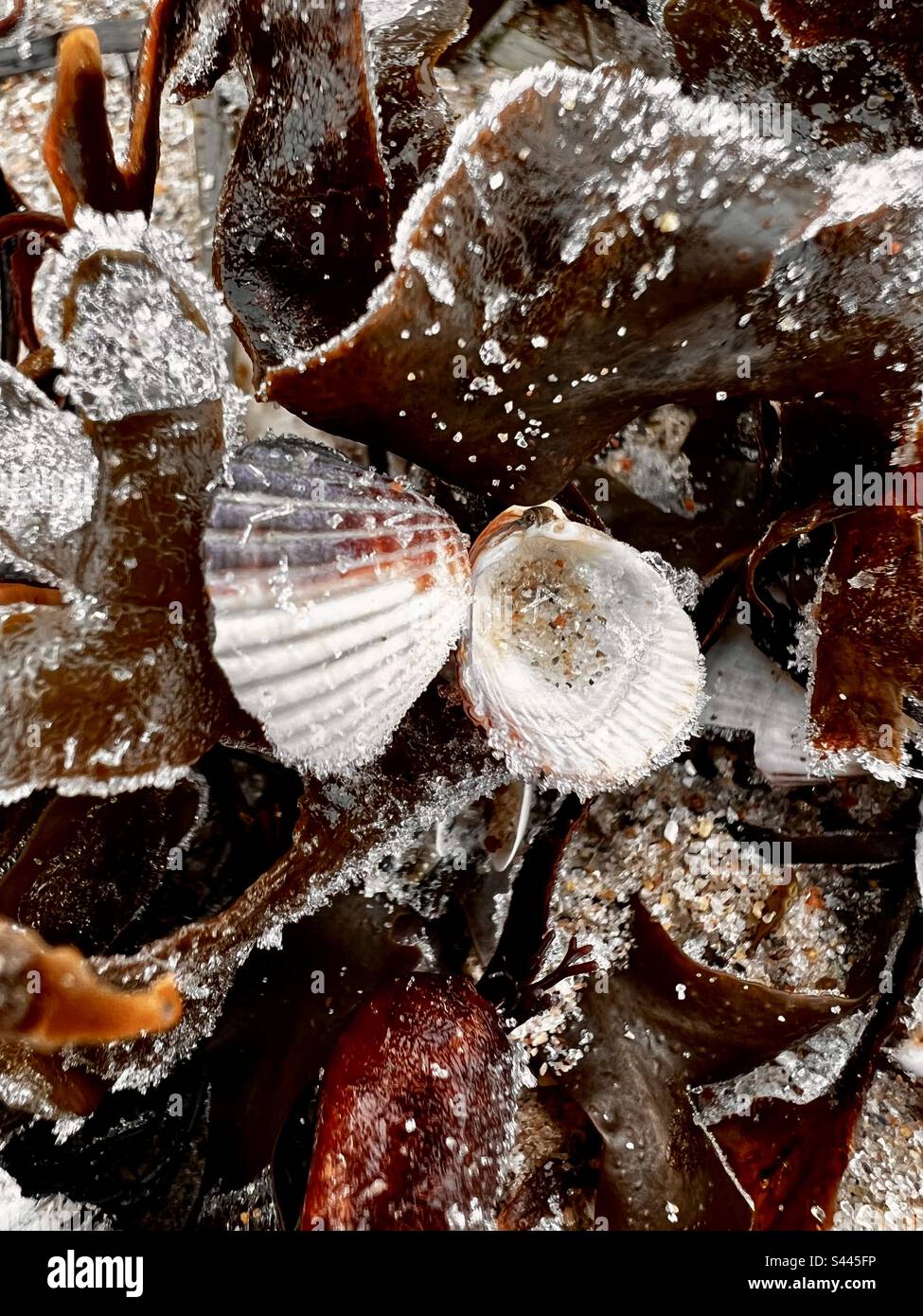 Frozen shells hi-res stock photography and images - Alamy