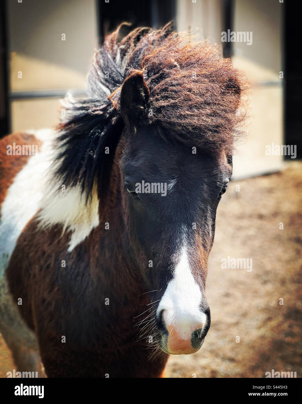 Pinto Icelandic horse colt looking cute Stock Photo - Alamy