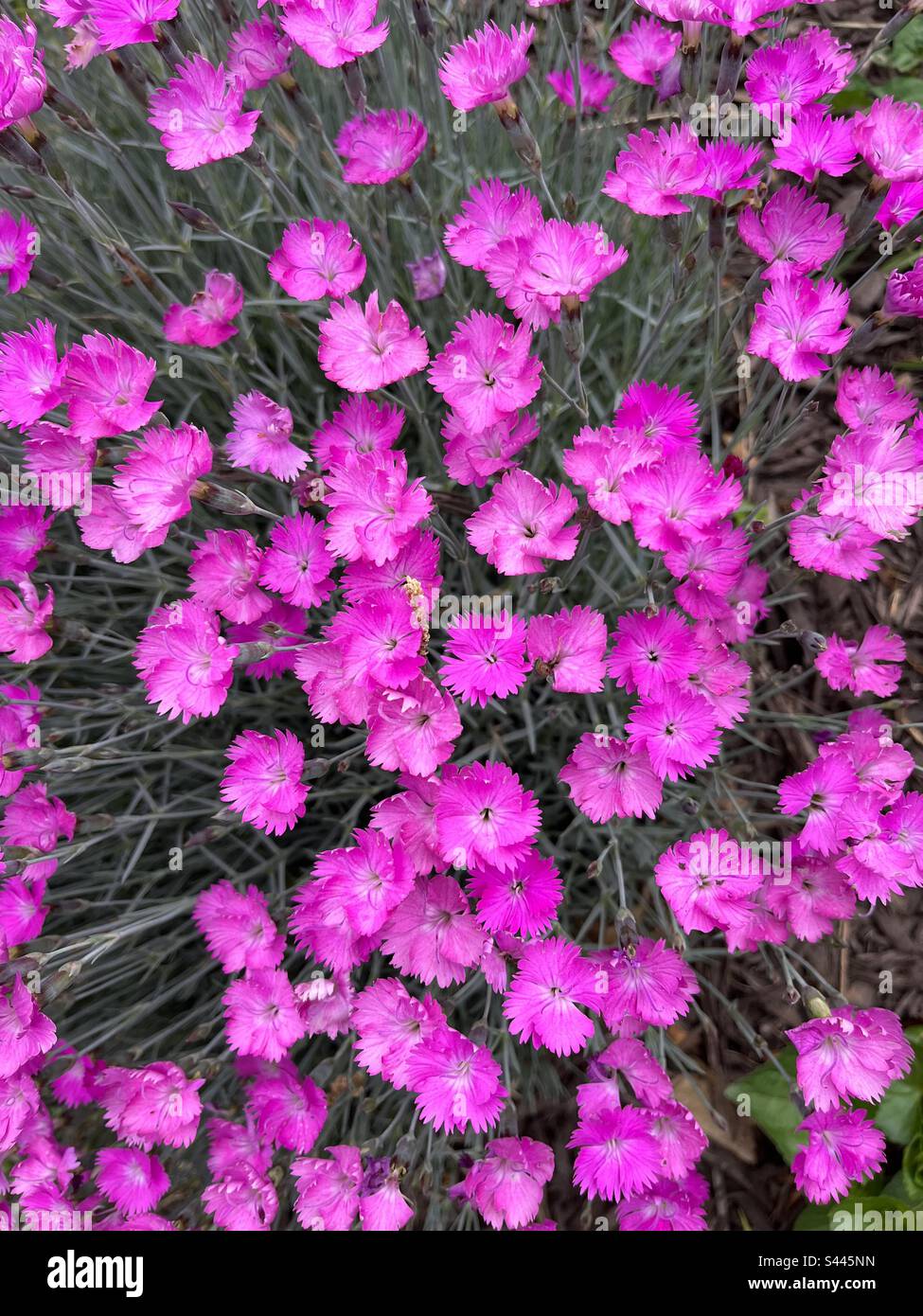 Array of flowers hi-res stock photography and images - Alamy