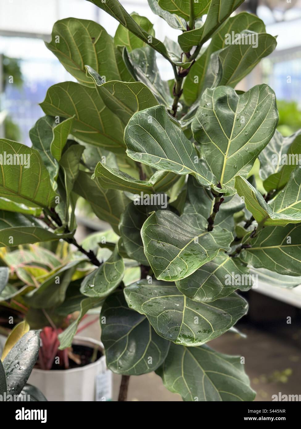 Fiddle fig leaf plant Stock Photo - Alamy