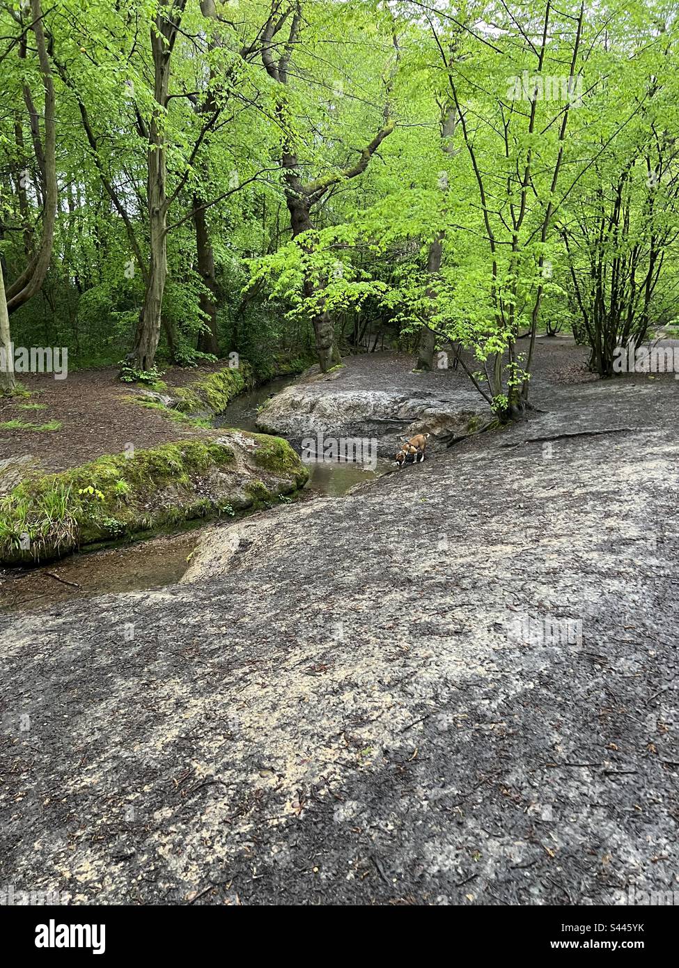 Belfairs hi-res stock photography and images - Alamy